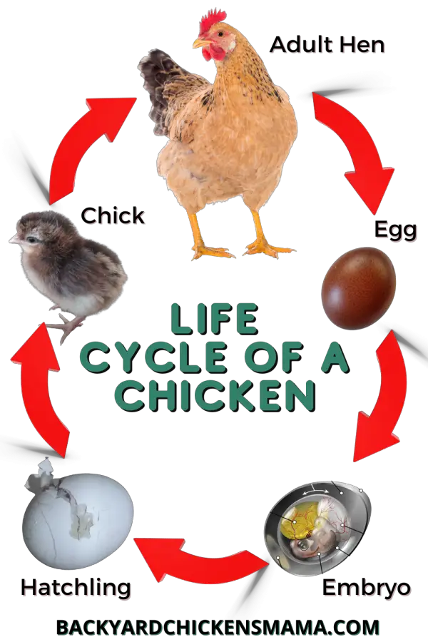 LIFECYCLE-OF-A-CHICKEN | Backyard Chickens Mama