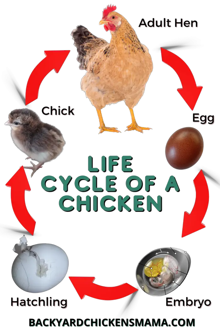 LIFECYCLE-OF-A-CHICKEN | Backyard Chickens Mama