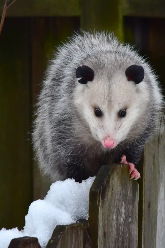 Opossum-Chicken-Predators | Backyard Chickens Mama