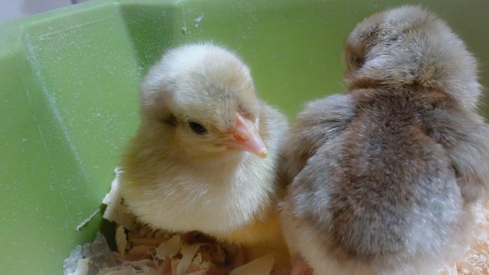 Male Cream Legbar Chicks | Backyard Chickens Mama