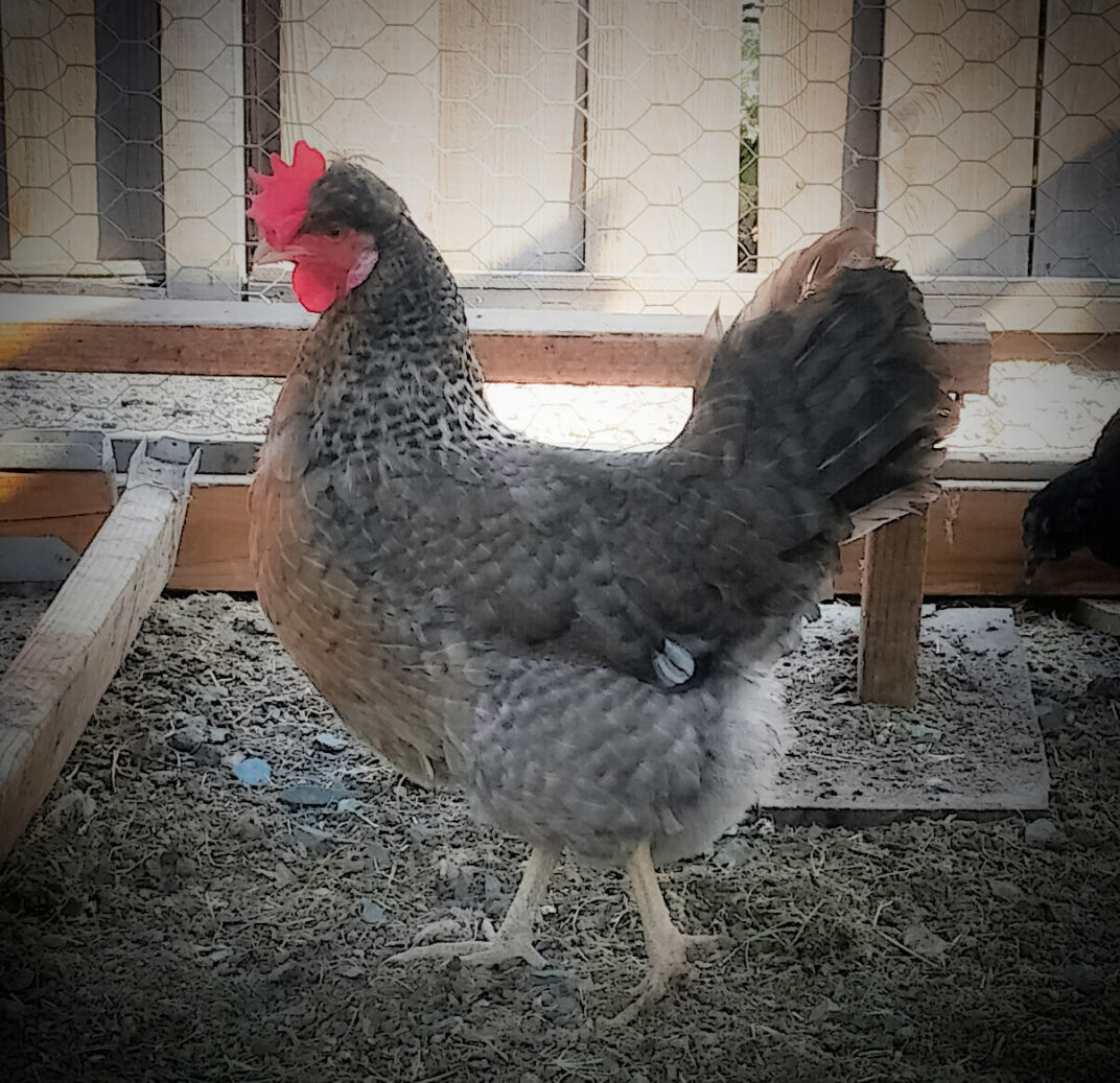 CRESTED CREAM LEGBAR Single-Comb-CCL | Backyard Chickens Mama