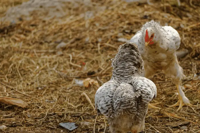 2 CHICKENS FIGHTING | Backyard Chickens Mama