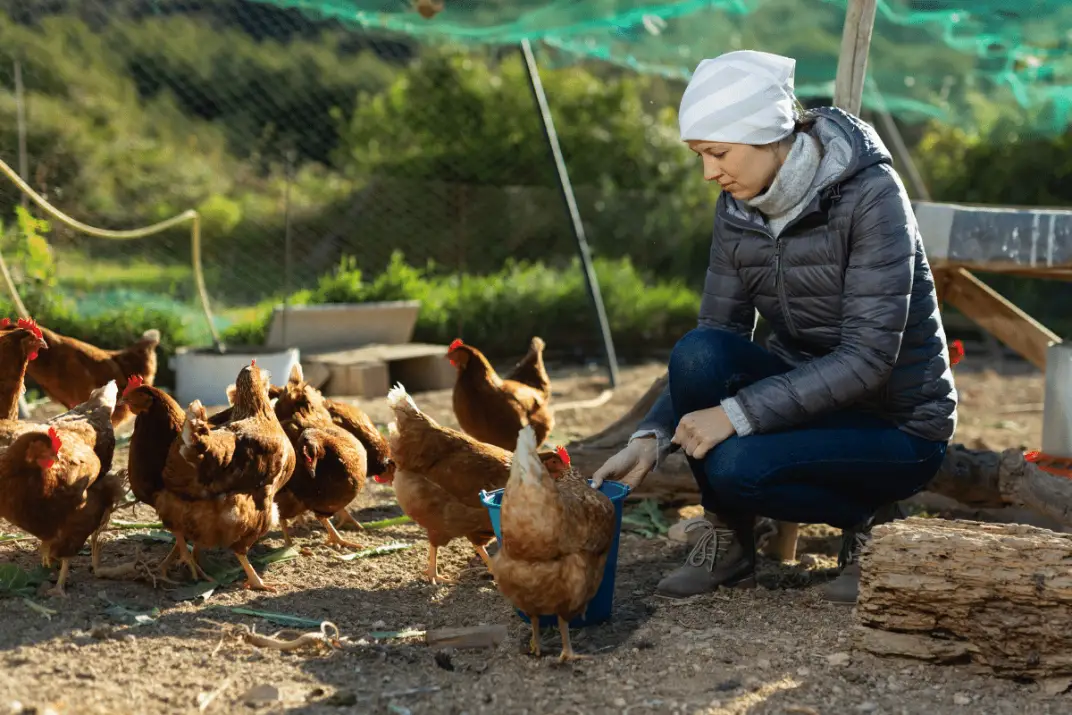 9 Interesting Reasons Why Chickens Peck and Scratch the Ground