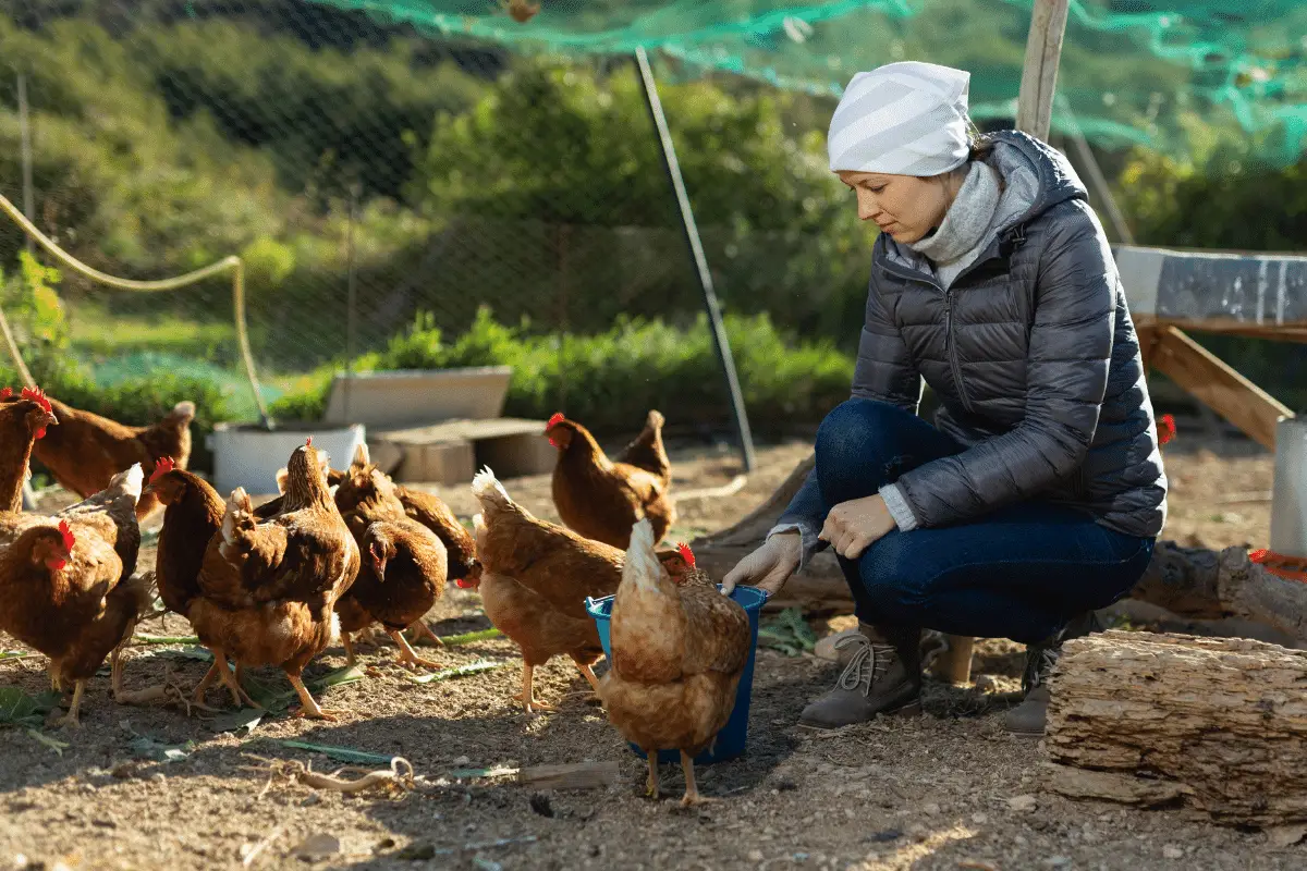 9 Interesting Reasons Why Chickens Peck and Scratch the Ground