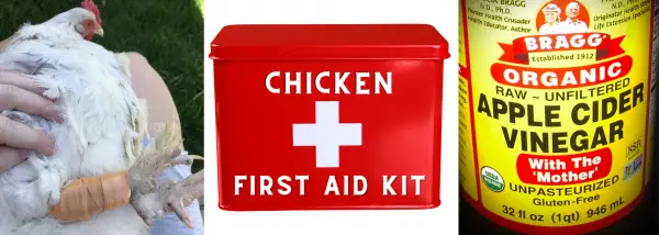 What Do I Need in My Chicken First Aid Kit?