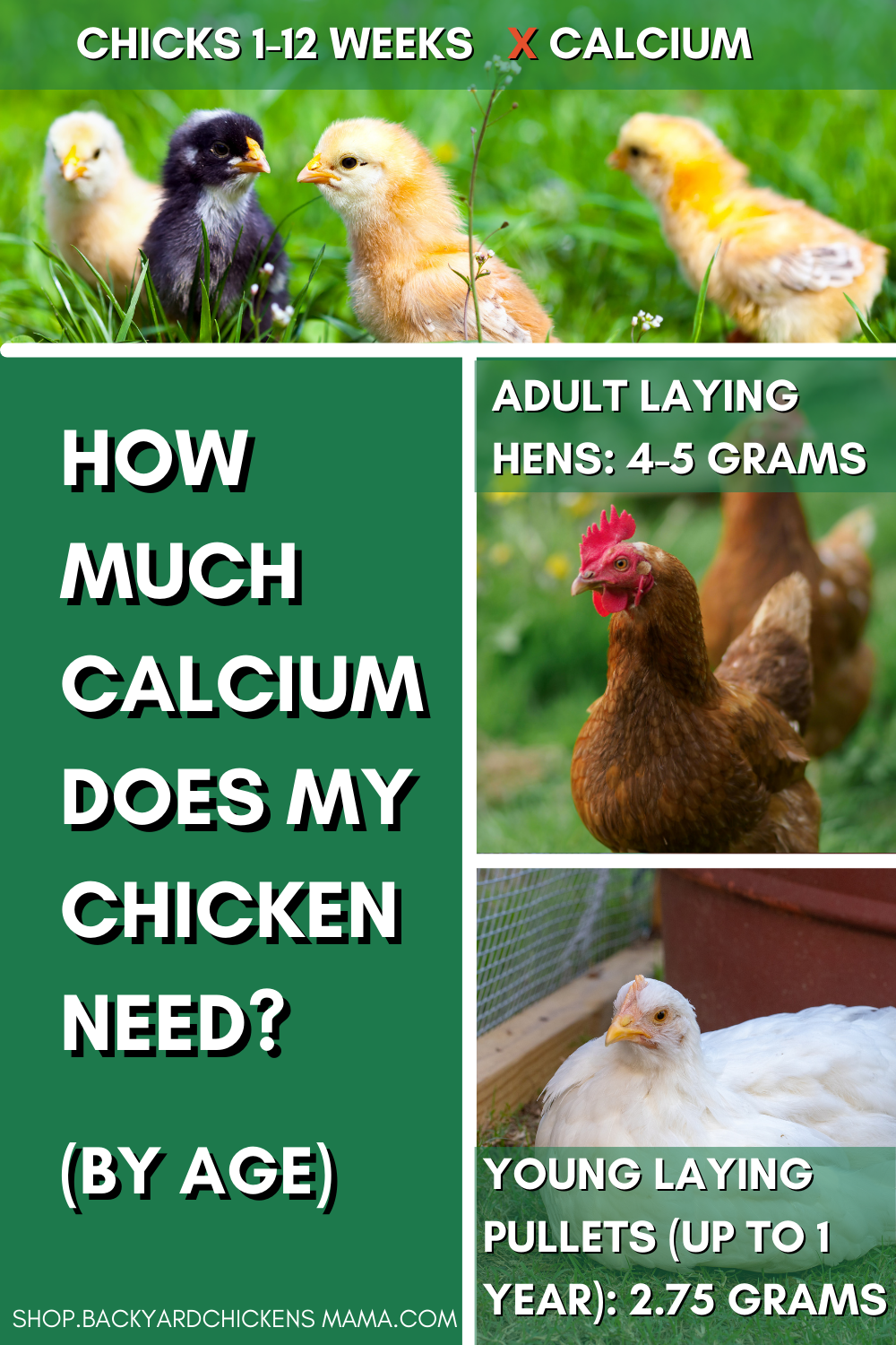HOW MUCH CALCIUM DOES MY CHICKEN NEED BY AGE WEBSITE | Backyard ...