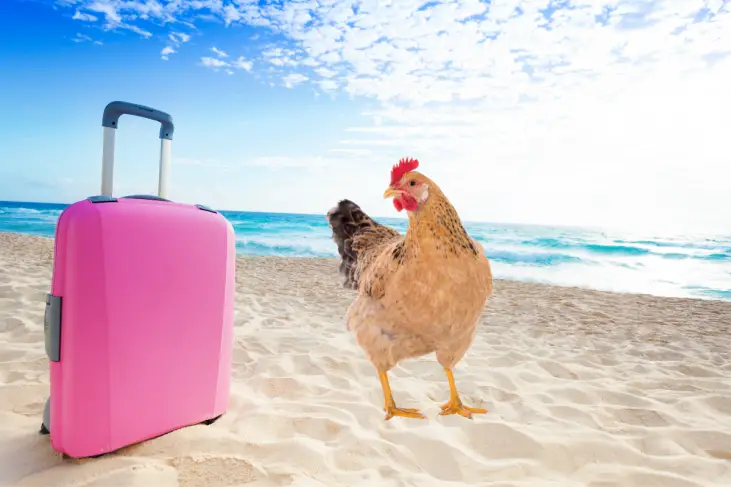 CAN YOU LEAVE CHICKENS ALONE WHILE ON VACATION | Backyard Chickens Mama