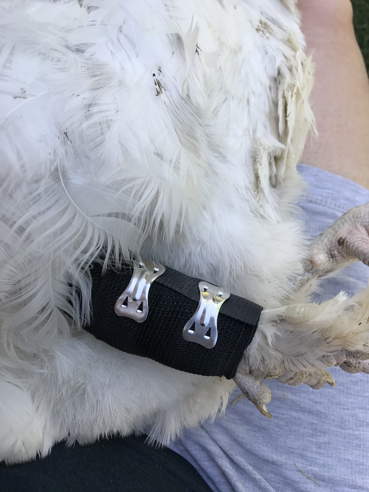 How to Fix a Broken Chicken Leg With 4 Dollar Store Items