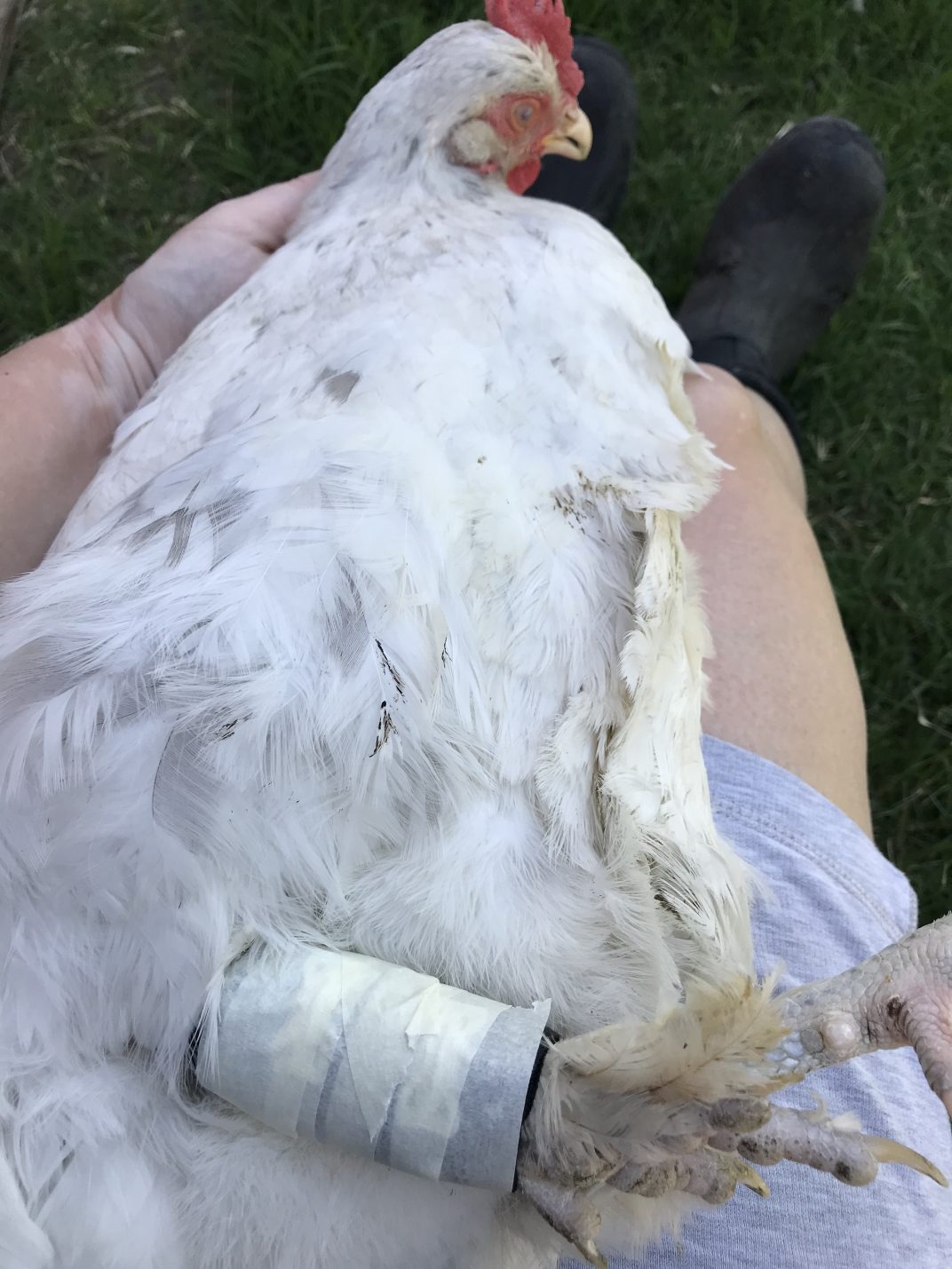 How to Fix a Broken Chicken Leg With 4 Dollar Store Items