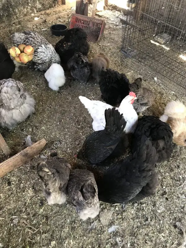 How to Fix a Broken Chicken Leg With 4 Dollar Store Items