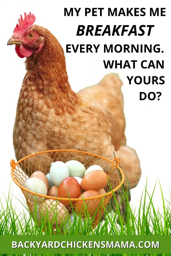 MY PET MAKES ME BREAKFAST EVERY MORNING MEME | Backyard Chickens Mama