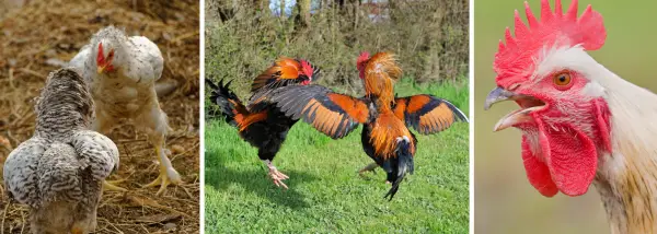 Why are My Chickens Pecking Each Other? 7 Important Reasons