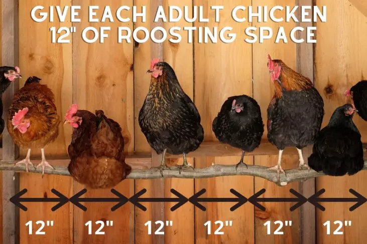 12-INCHES-ROOSTING-SPACE-PER-CHICKEN | Backyard Chickens Mama