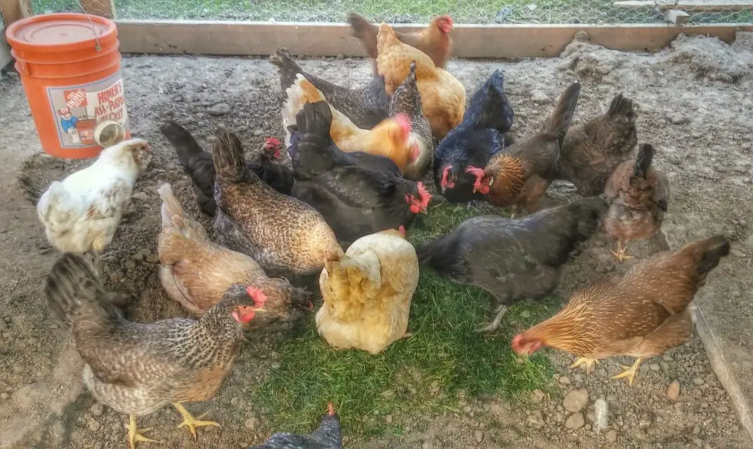 How to Safely Combine Two Flocks of Chickens-7 Simple Tips