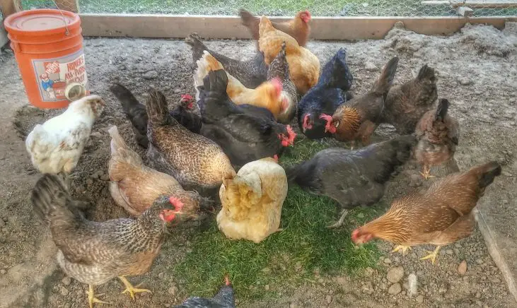 How to Safely Combine Two Flocks of Chickens-7 Simple Tips