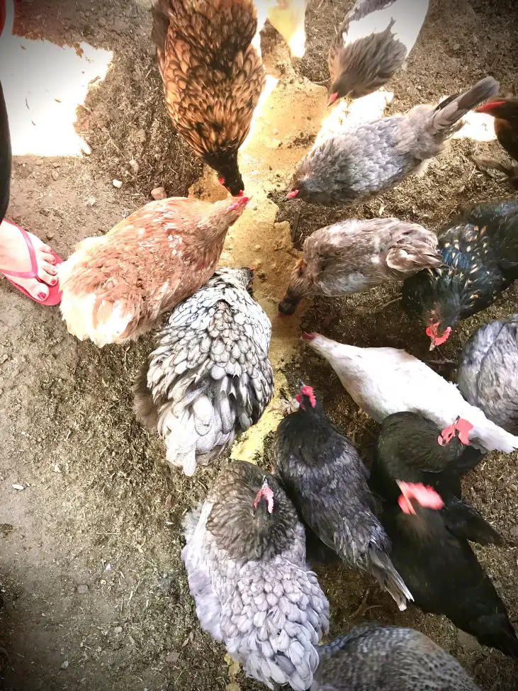 How to Ferment Chicken Feed – 6 Simple Steps (Photos)