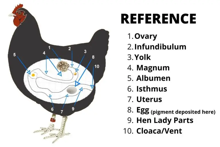 Diagram Of Chicken Reproductive System Chickens Rooster Repr