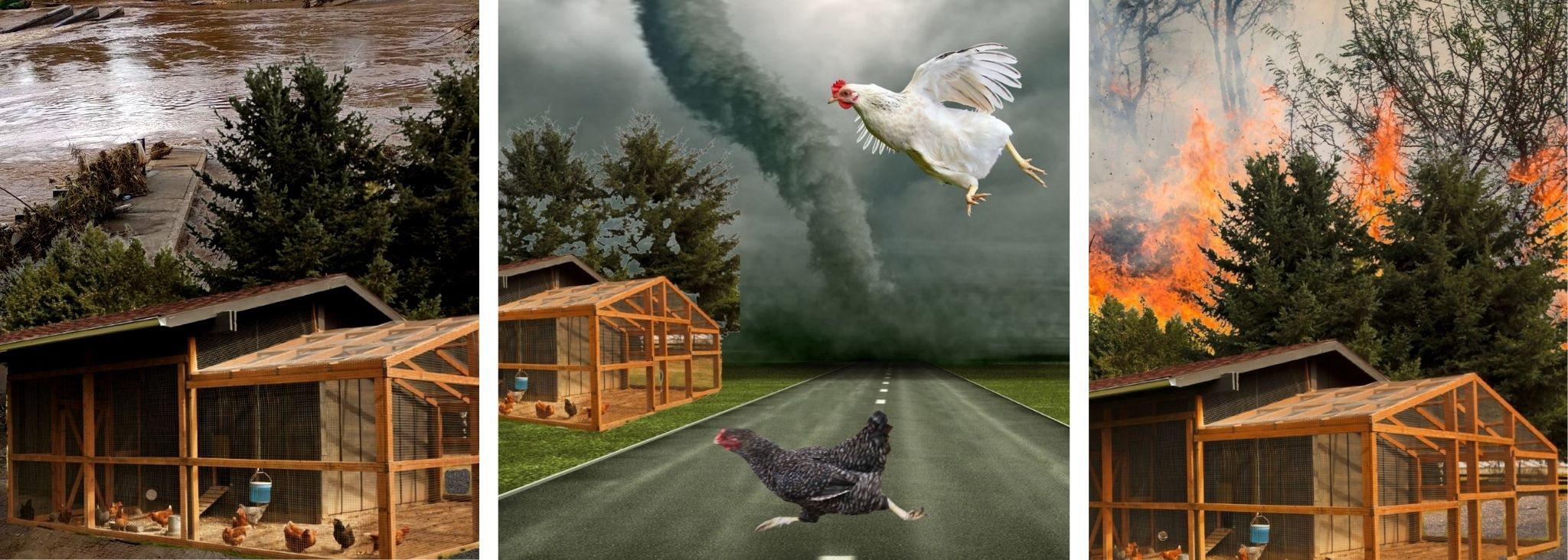How to Keep Chickens Safe During a Disaster-Guide with Photos