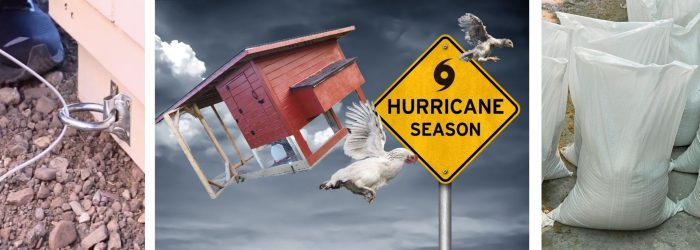 9 Best Tips-How to Hurricane Proof a Chicken Coop