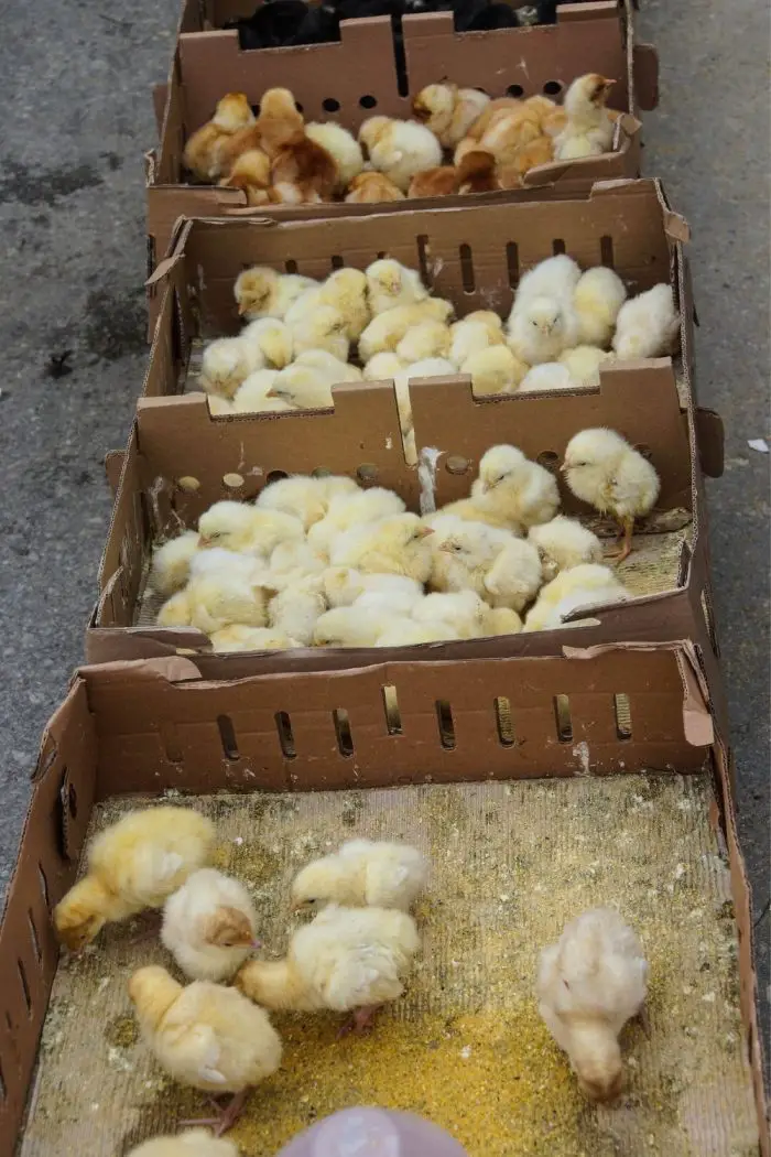 PURCHASING-CHICKS-ONLINE | Backyard Chickens Mama