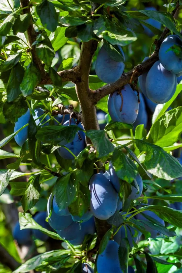 Plumb-tree | Backyard Chickens Mama