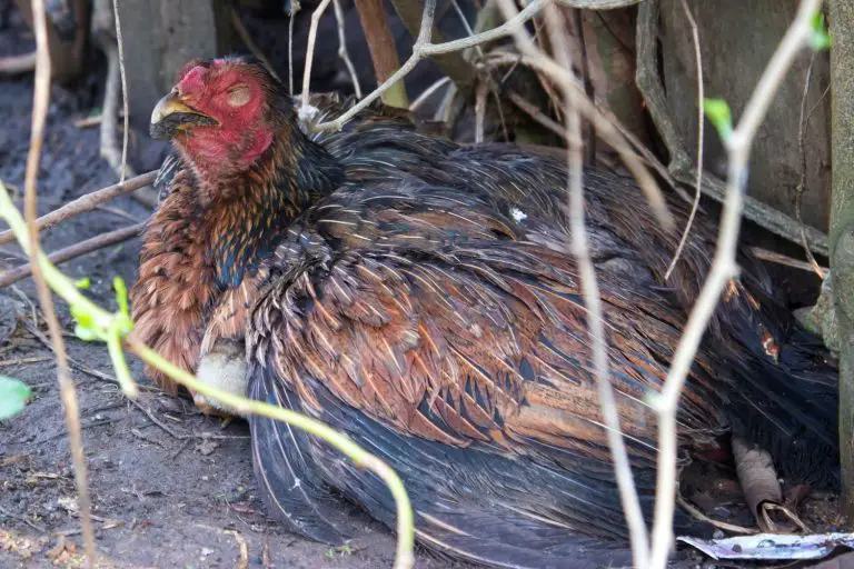 7 Proven Dangers of Keeping Chickens in Your House