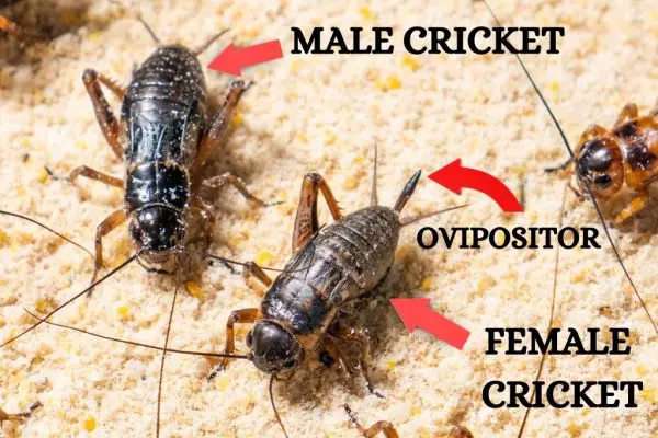 CRICKETS-MALE-FEMALE | Backyard Chickens Mama