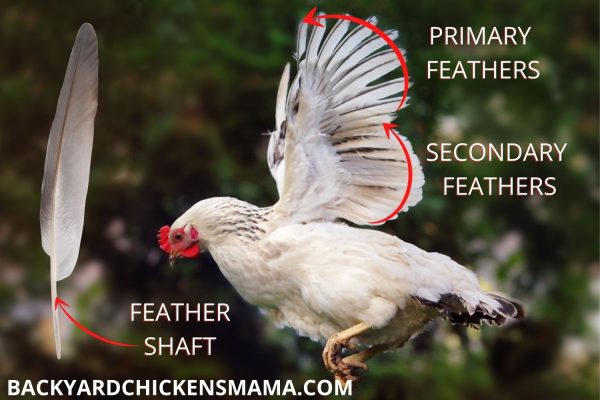 FLYING CHICKEN-WING FEATHERS | Backyard Chickens Mama