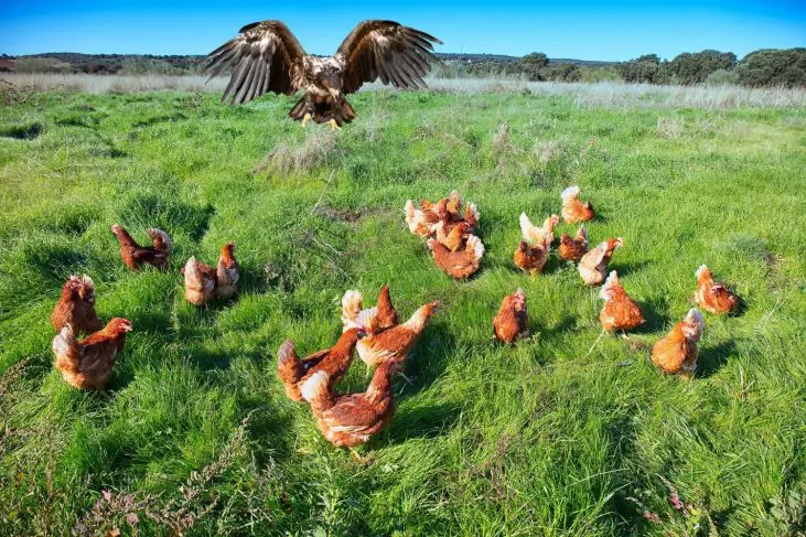 How to Know if a Hawk Attacked Your Chickens (+Prevention Tips)