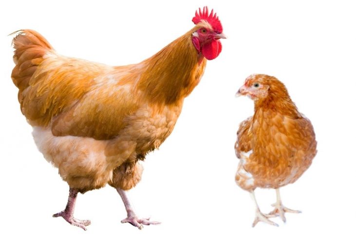 How to Safely Combine Two Flocks of Chickens-7 Simple Tips
