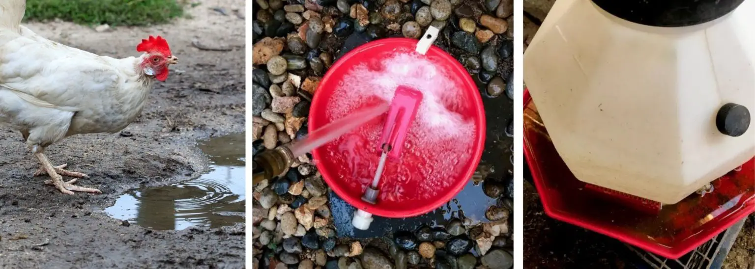 7 Best Tips – How to Keep Chicken Water Clean