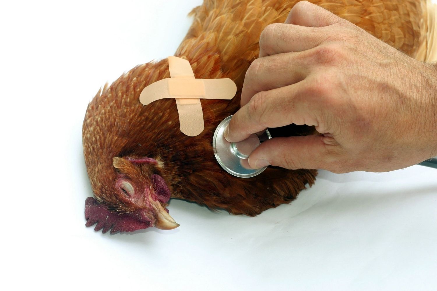 7 Proven Dangers of Keeping Chickens in Your House