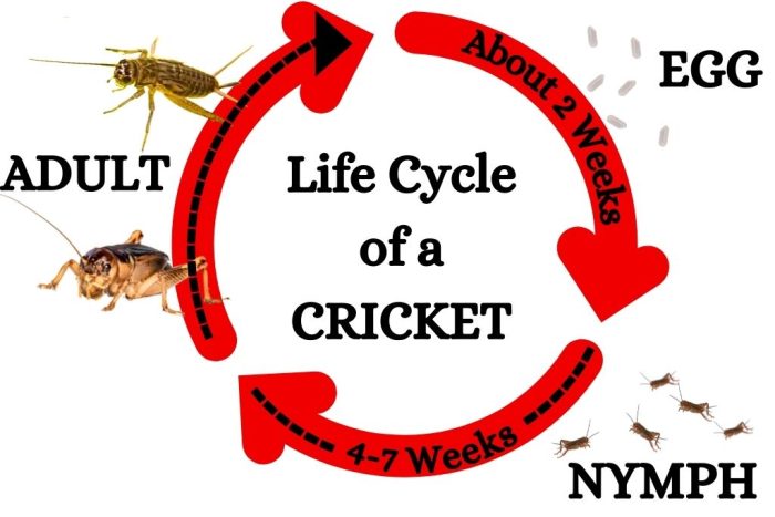 LIFE-CYCLE-OF-A-CRICKET | Backyard Chickens Mama