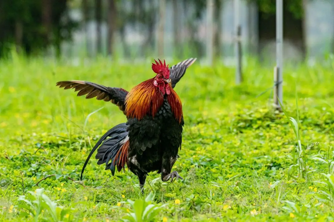 ROOSTER-FLAPPING-WINGS | Backyard Chickens Mama