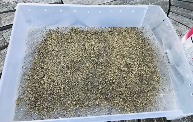 9 Best Tips-How to Breed Crickets at Home