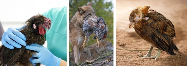 5 Helpful Tips-What to do When Your Chicken Dies