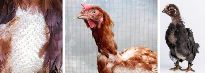 Why and When do Chickens Molt? (+ 5 Helpful Tips)