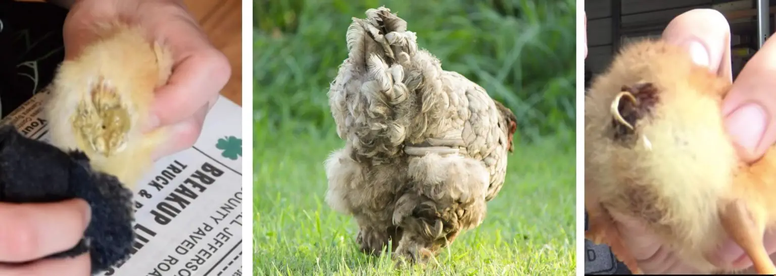 how to bathe a chick with pasty butt | Backyard Chickens Mama