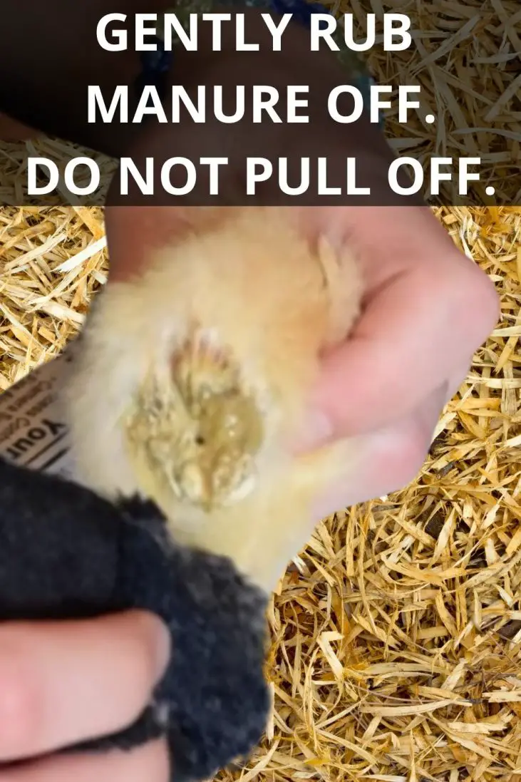 CHICKEN-PASTY-BUTT-GENTLY-RUB | Backyard Chickens Mama