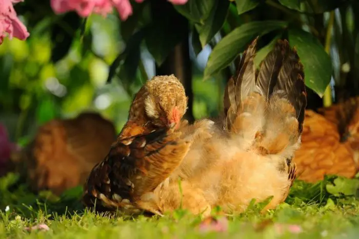 PREENING-CHICKEN | Backyard Chickens Mama