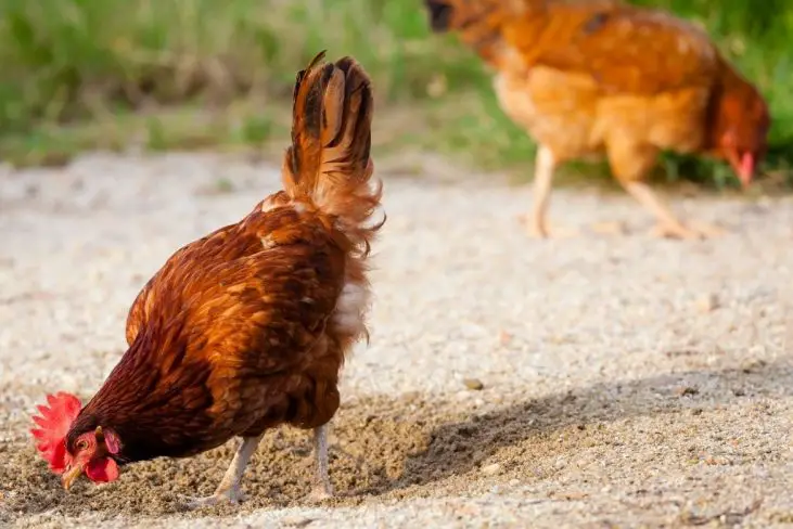 9 Simple Ways- How to Fix a Muddy Chicken Run