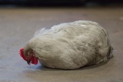 How do You Treat Wry Neck in Chickens? 5 Simple Steps