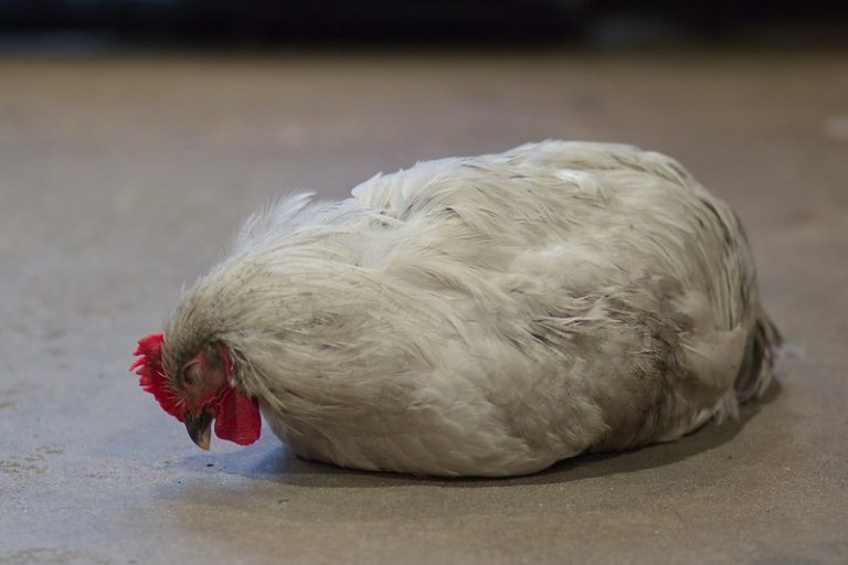 How do You Treat Wry Neck in Chickens? 5 Simple Steps