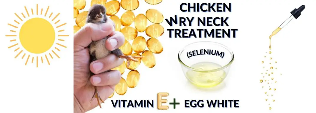 How do You Treat Wry Neck in Chickens? 5 Simple Steps