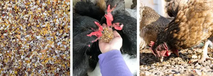 11 Important Things You Need to Know about Chicken Scratch