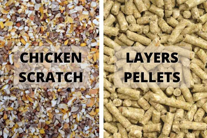CHICKEN-SCRATCH-LAYERS-PELLETS | Backyard Chickens Mama