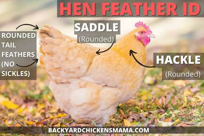 HEN-FEATHER-ID | Backyard Chickens Mama