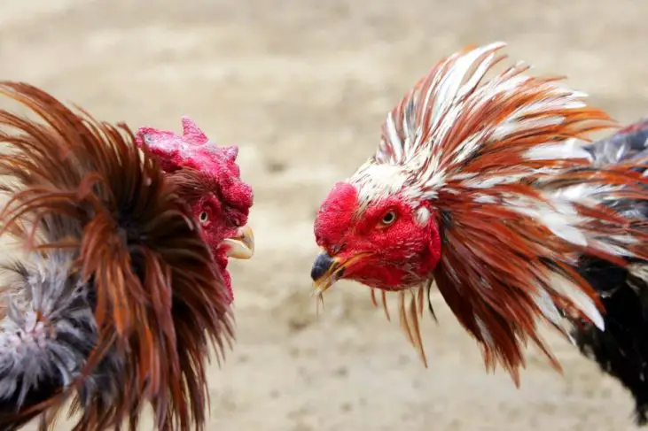 10 Best Methods-How to Tell a Rooster from a Hen