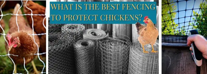 What is the Best Fencing to Protect Chickens? [2025]