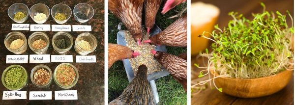 Are Sprouted Grains Better for Chickens? 5 Surprising Facts